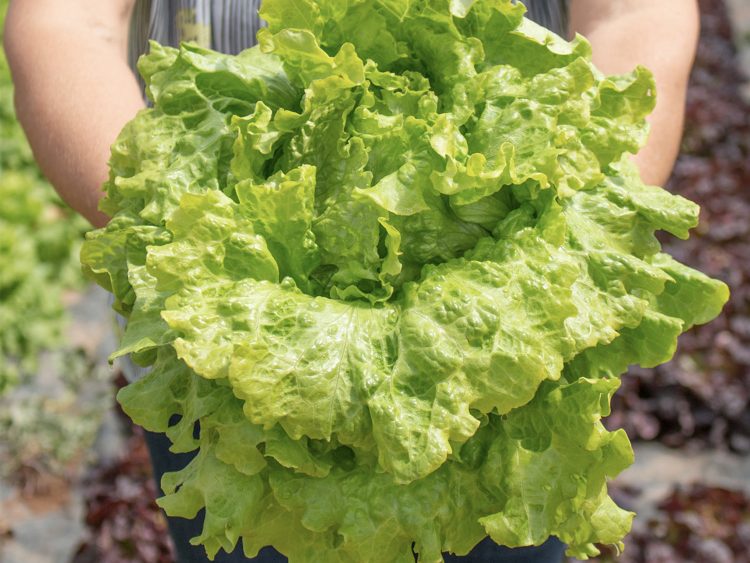 Verduras y hortalizas archivos - Casa Bartuelo - Agricultura y ganadería sostenible.